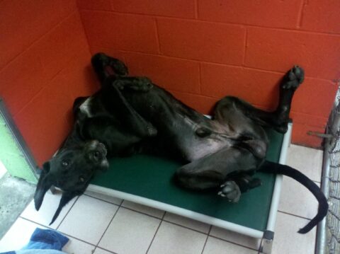 Services | Mini Manor Kennel