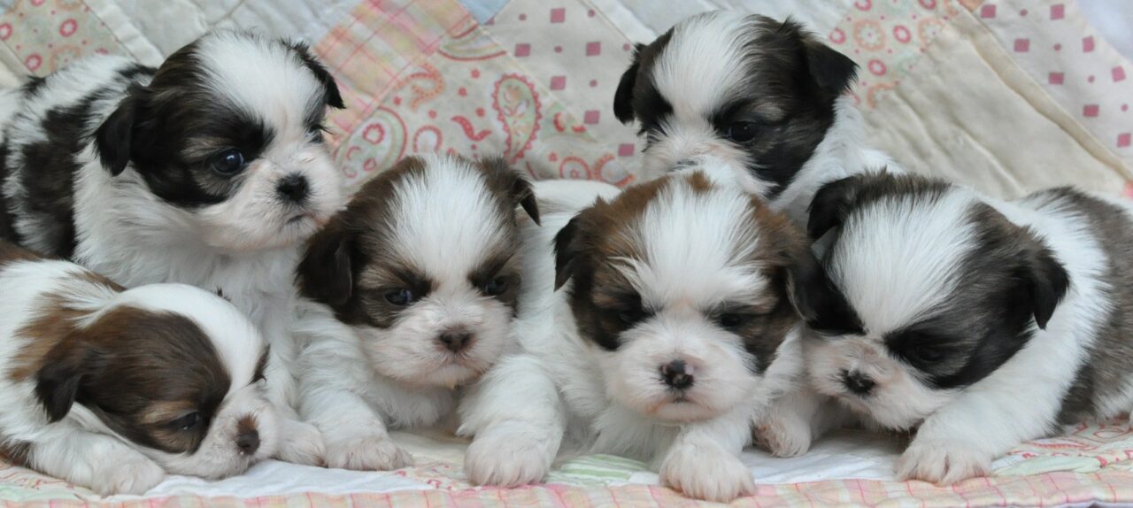 Services | Mini Manor Kennel