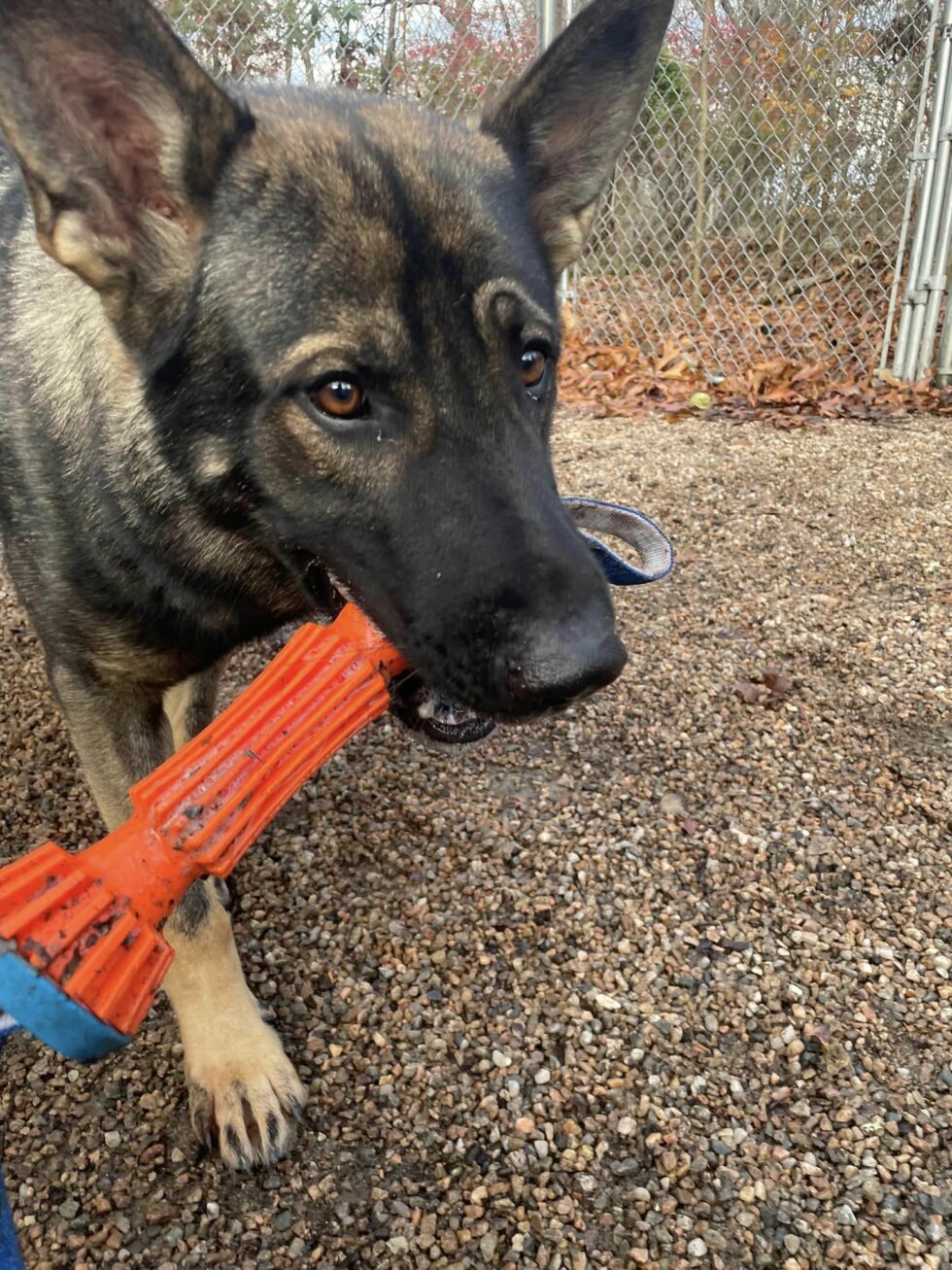 Mini Manor Kennel | Personalized boarding and grooming for your dogs ...